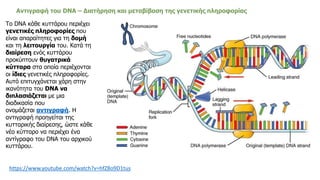5.2Α Η ροή της γενετικής πληροφορίας | PPTX