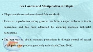 Introduction to Tilapia and its meristic characters | PPTX