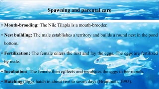 Introduction to Tilapia and its meristic characters | PPTX