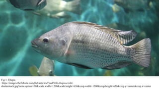 Introduction to Tilapia and its meristic characters | PPTX