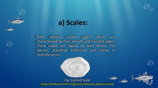 Introduction to Rohu and its meristic characters | PDF