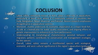 Introduction to Rohu and its meristic characters | PDF