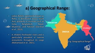 Introduction to Rohu and its meristic characters | PDF