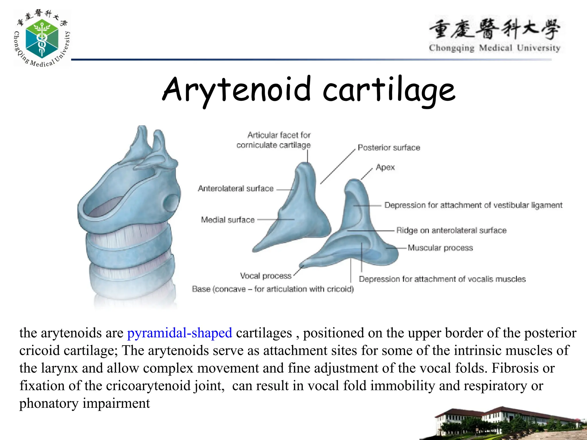 530600140-12-Anatomy-and-Physiology-of-Larynx-ppt.pdf