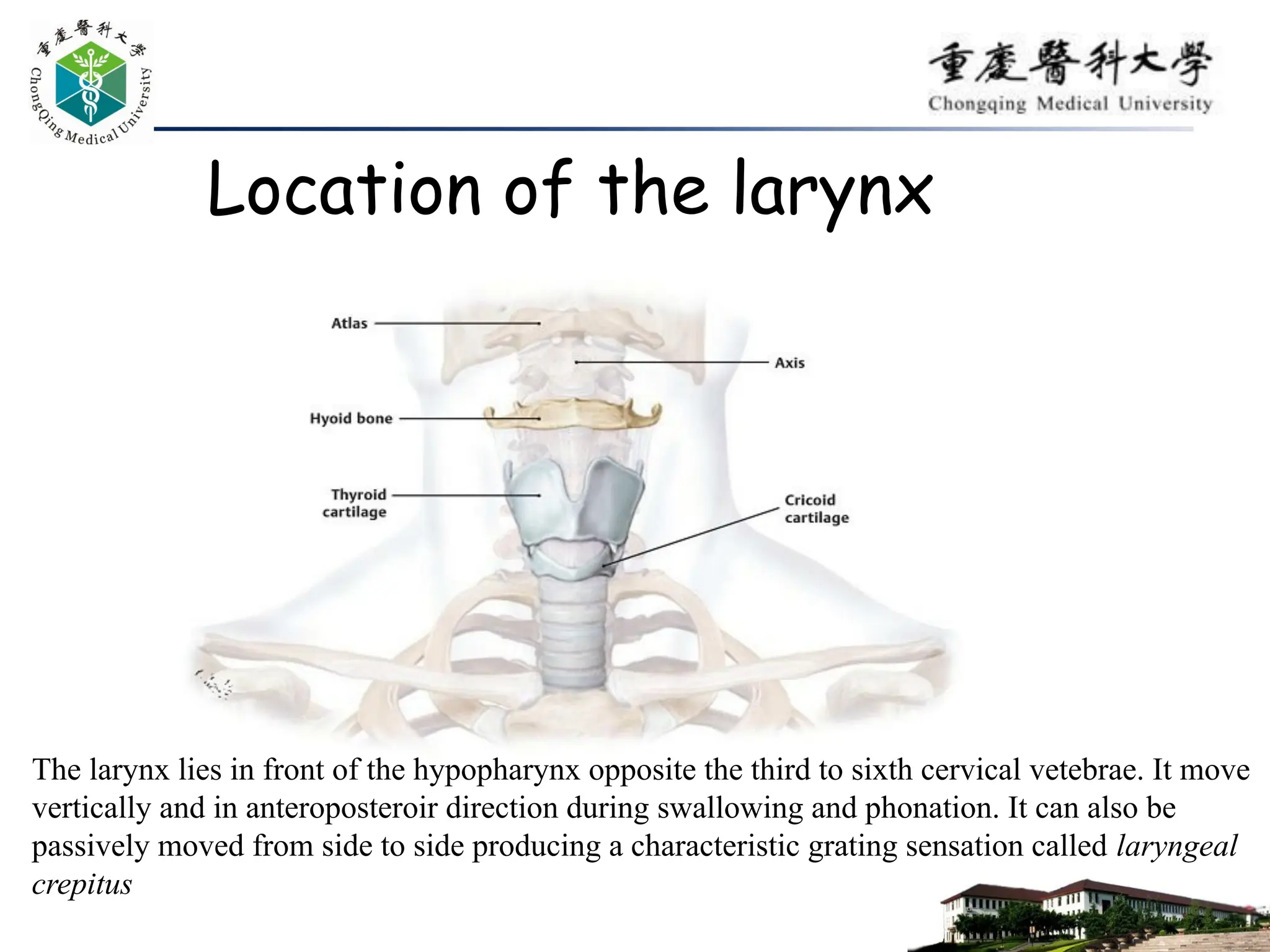 530600140-12-Anatomy-and-Physiology-of-Larynx-ppt.pdf
