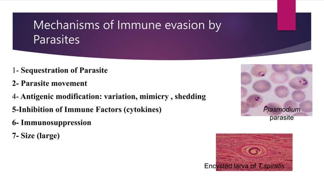 531544159-19-Immunoparasitology-and-Fungal-Immunity-PPT.pptx ...