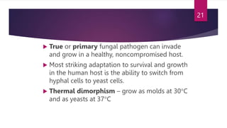 531544159-19-Immunoparasitology-and-Fungal-Immunity-PPT.pptx