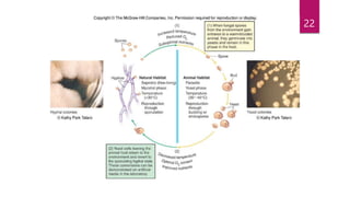 531544159-19-Immunoparasitology-and-Fungal-Immunity-PPT.pptx