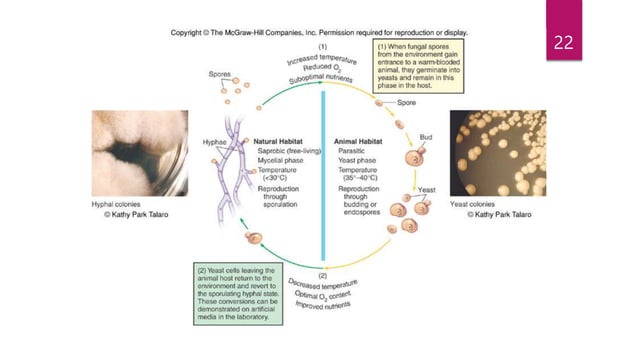 531544159-19-Immunoparasitology-and-Fungal-Immunity-PPT.pptx ...