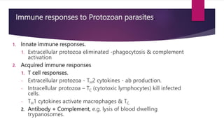 531544159-19-Immunoparasitology-and-Fungal-Immunity-PPT.pptx