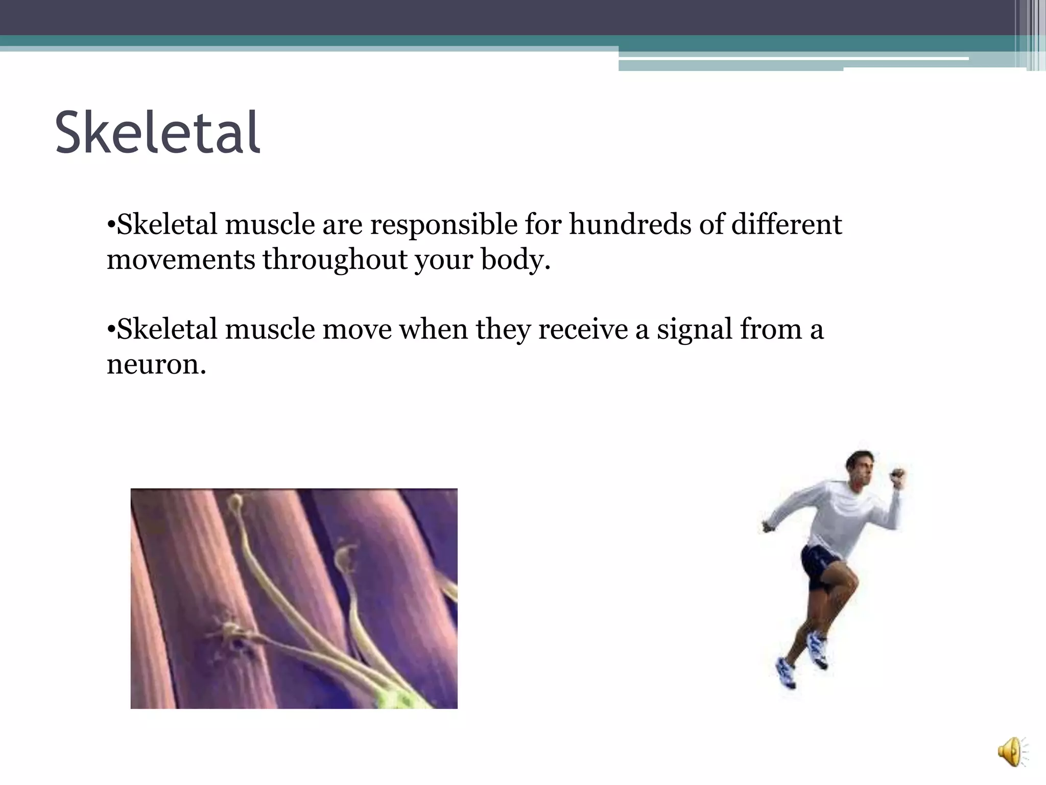 muscle and skeletal systems | PPTX