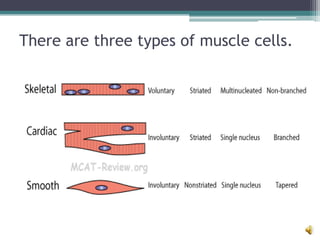 532 muscle and skeletal systems week 7 | PPT