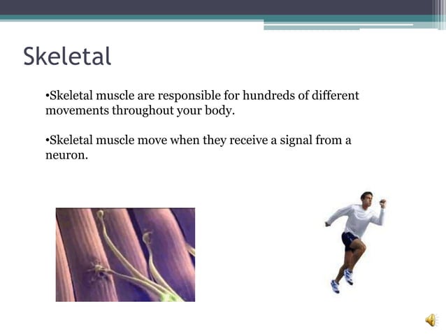 532 muscle and skeletal systems week 7 | PPT
