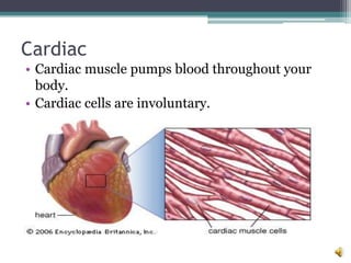 532 muscle and skeletal systems week 7 | PPT