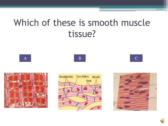 532 muscle and skeletal systems week 7 | PPT