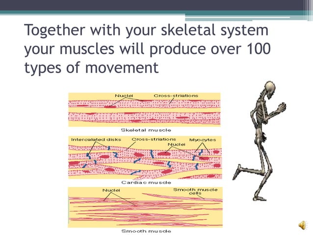 532 muscle and skeletal systems week 7 | PPT
