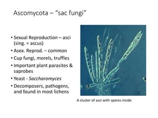 53349a126a0ff26e1ab9ddb8c4dd5dba (1).pdf