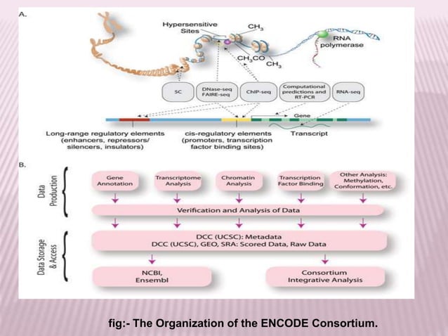 encode project | PPTX | Genetics | Science