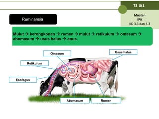 539688011-PPT-BUPENA-KELAS-5-TEMA-3.pdf