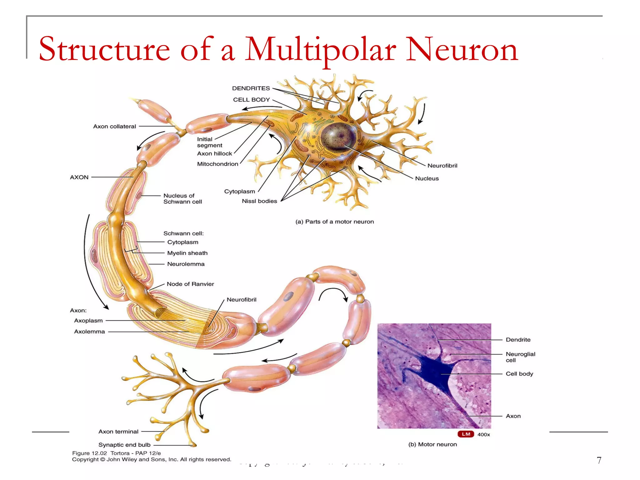 nervous tissue | PPT