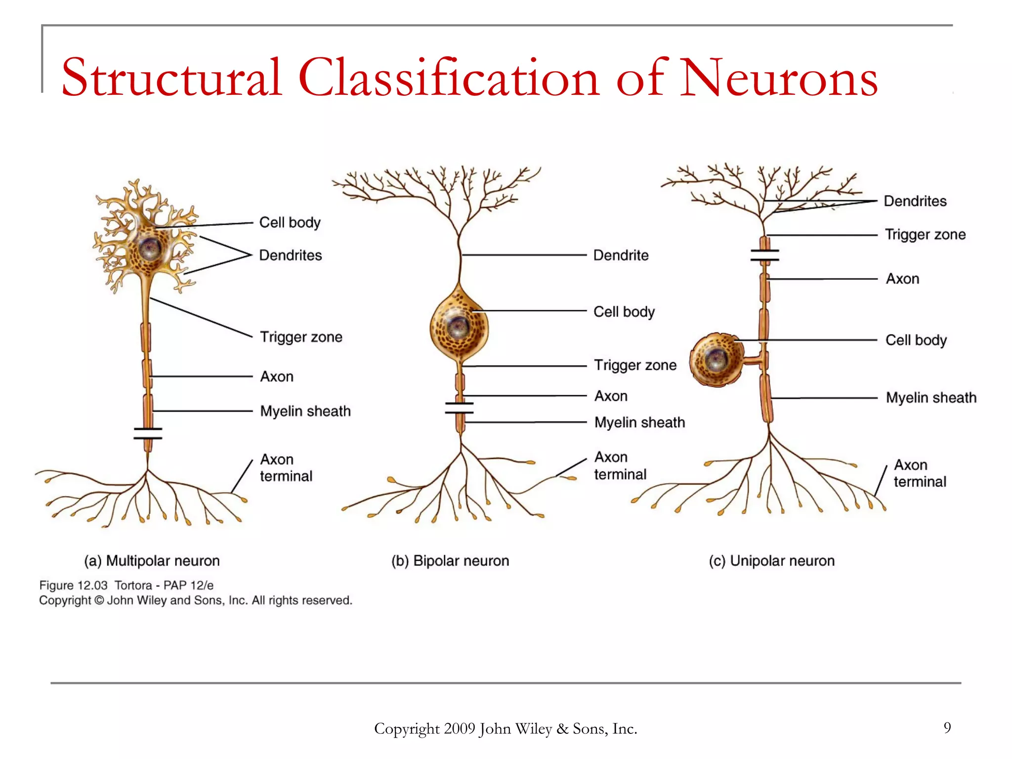 nervous tissue | PPT