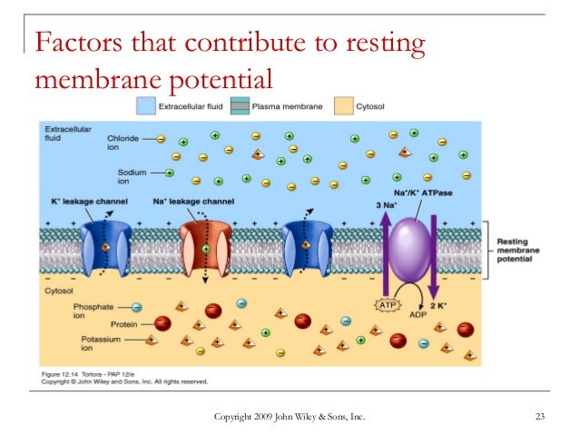 nervous tissue