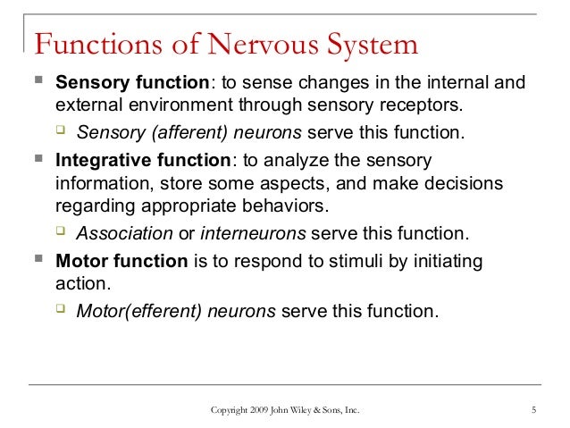 Neuron Tissue Function