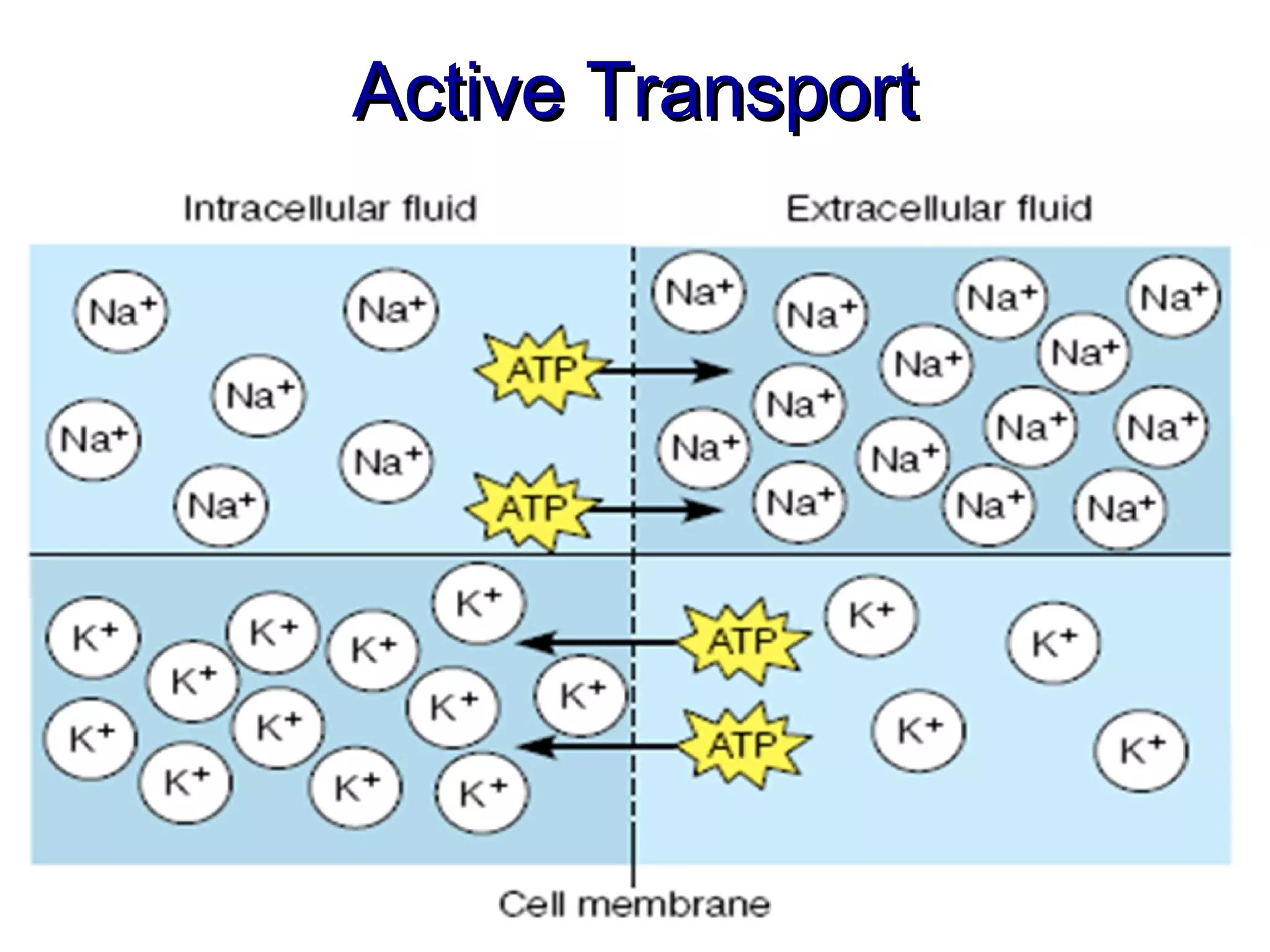 fluid, electrolytes, acid base balance | PPT