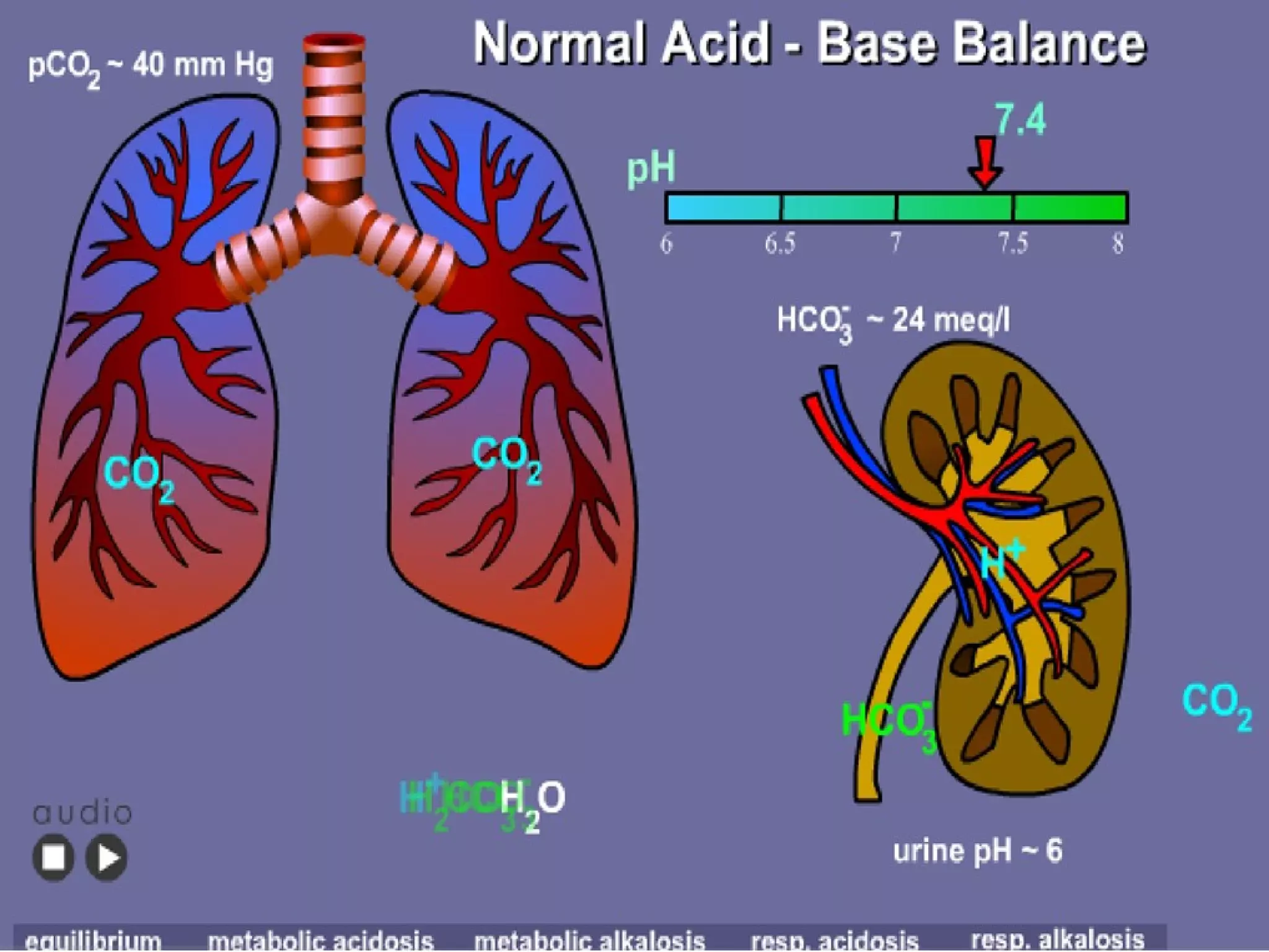 fluid, electrolytes, acid base balance | PPT