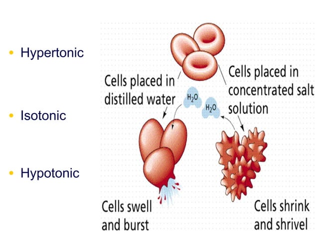 fluid, electrolytes, acid base balance | PPT