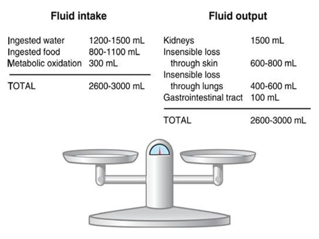 fluid, electrolytes, acid base balance | PPT