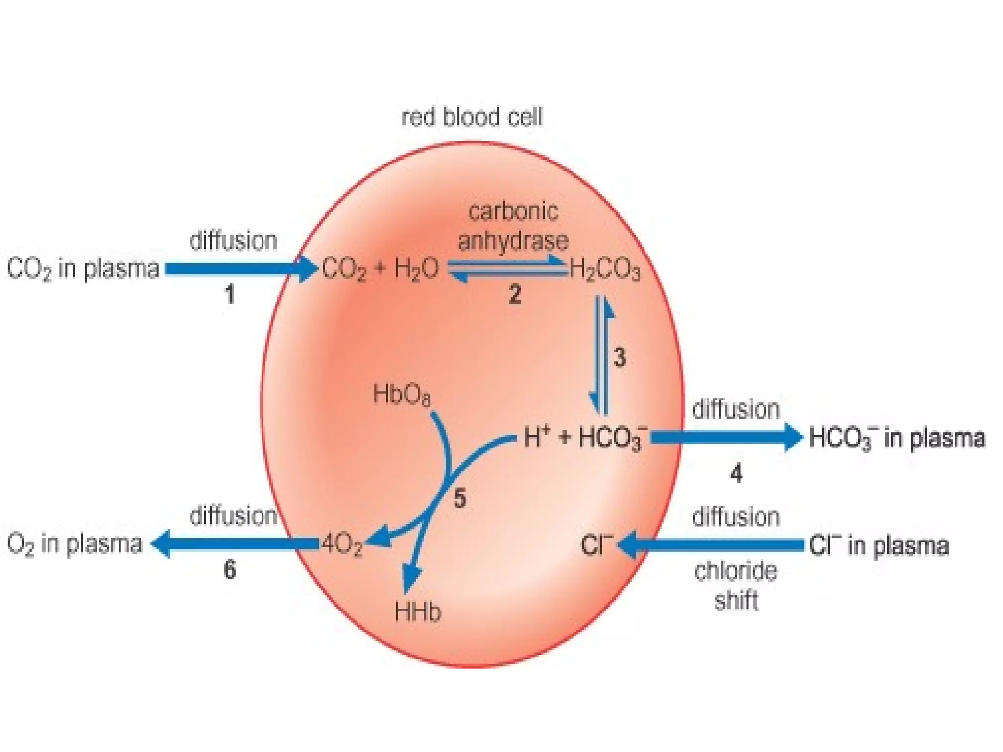 nursing - oxygenation | PPT