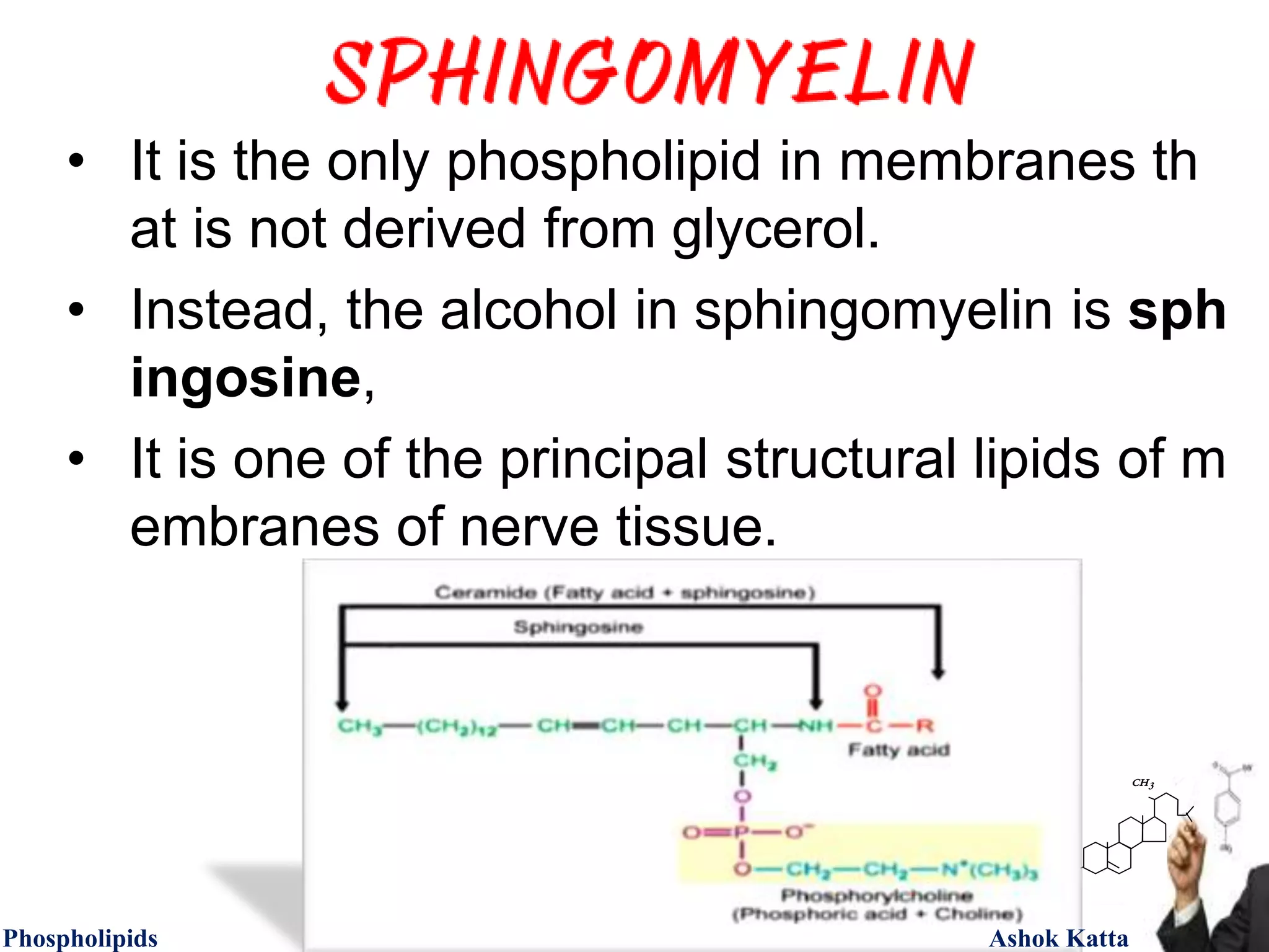 Complex Lipids (Phosholipids, Glycolipids and Lipoproteins) (Chemistry ...