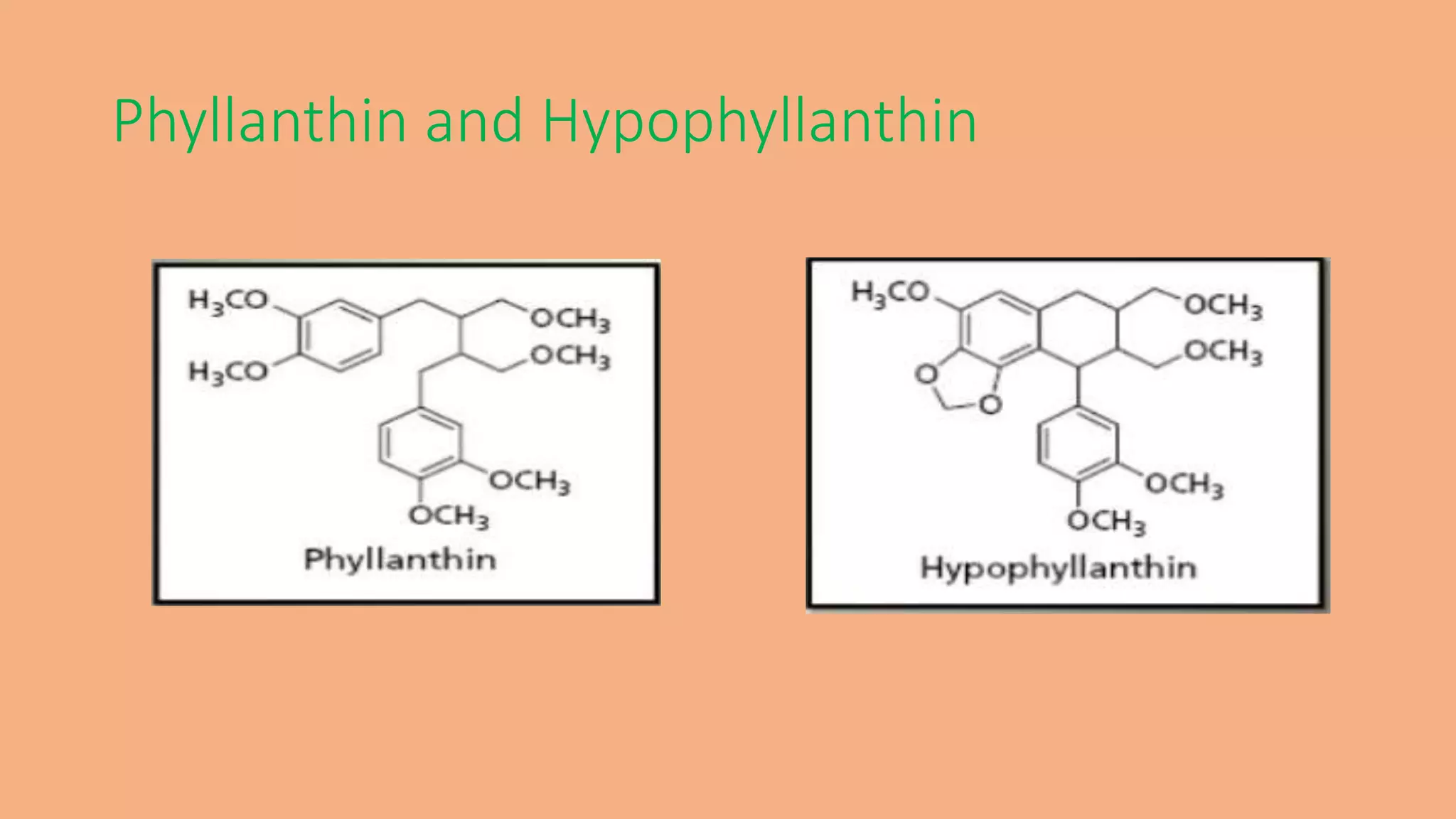 PHYLLANTHUS NIRURI IN LIVER DISFUNCTION | PPTX