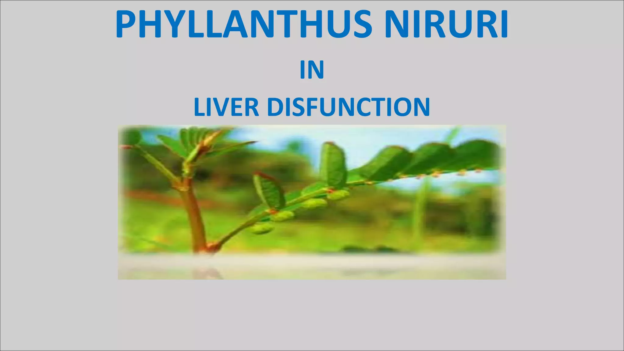 PHYLLANTHUS NIRURI IN LIVER DISFUNCTION | PPT
