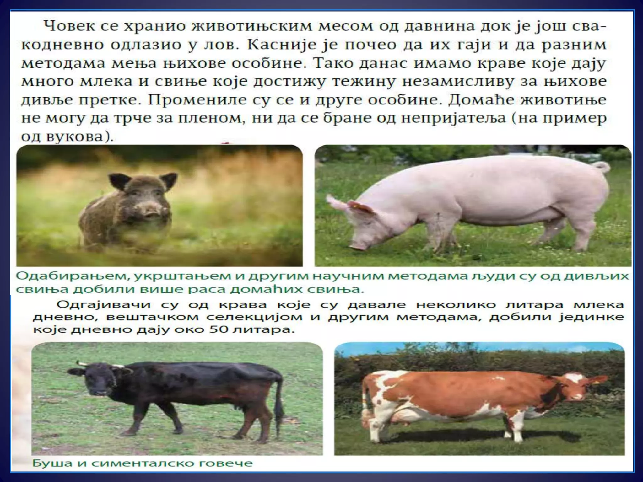 54. GAJENJE ZIVOTINJA I ZNACAJ ZIVOTINJA ZA ČOVEKA.pptx