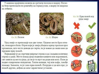 54. GAJENJE ZIVOTINJA I ZNACAJ ZIVOTINJA ZA ČOVEKA.pptx