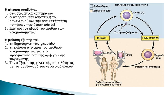 5,4 Κυτταρικη διαιρεση μιτωση μειωση.pptx