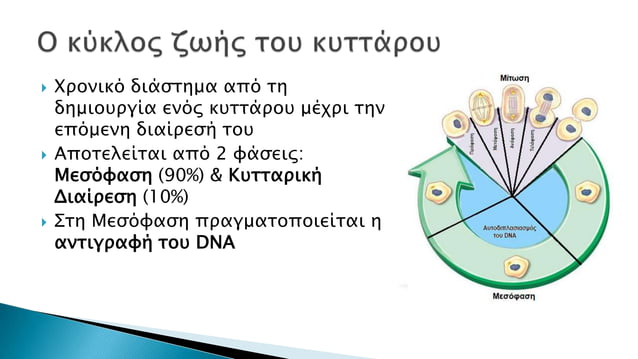 5,4 Κυτταρικη διαιρεση μιτωση μειωση.pptx