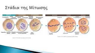 5,4 Κυτταρικη διαιρεση μιτωση μειωση.pptx
