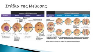 5,4 Κυτταρικη διαιρεση μιτωση μειωση.pptx