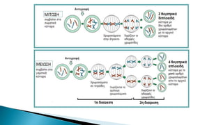 5,4 Κυτταρικη διαιρεση μιτωση μειωση.pptx