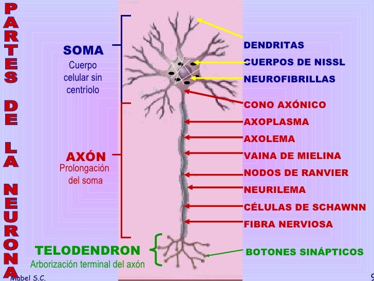 54078 anexo1 3ºneurona