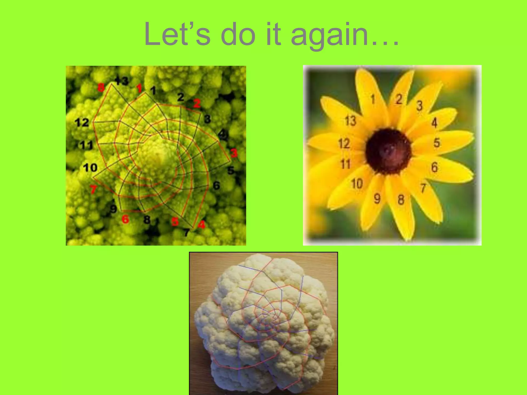 541 Interactive ppt Fibonacci Sequence | PPTX