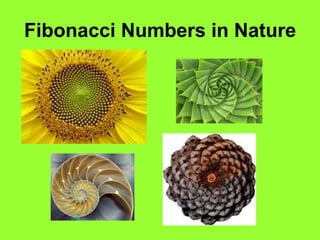 541 Interactive ppt Fibonacci Sequence | PPTX