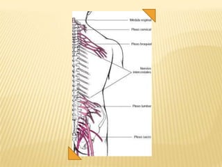 Plexos Nerviosos | PPT