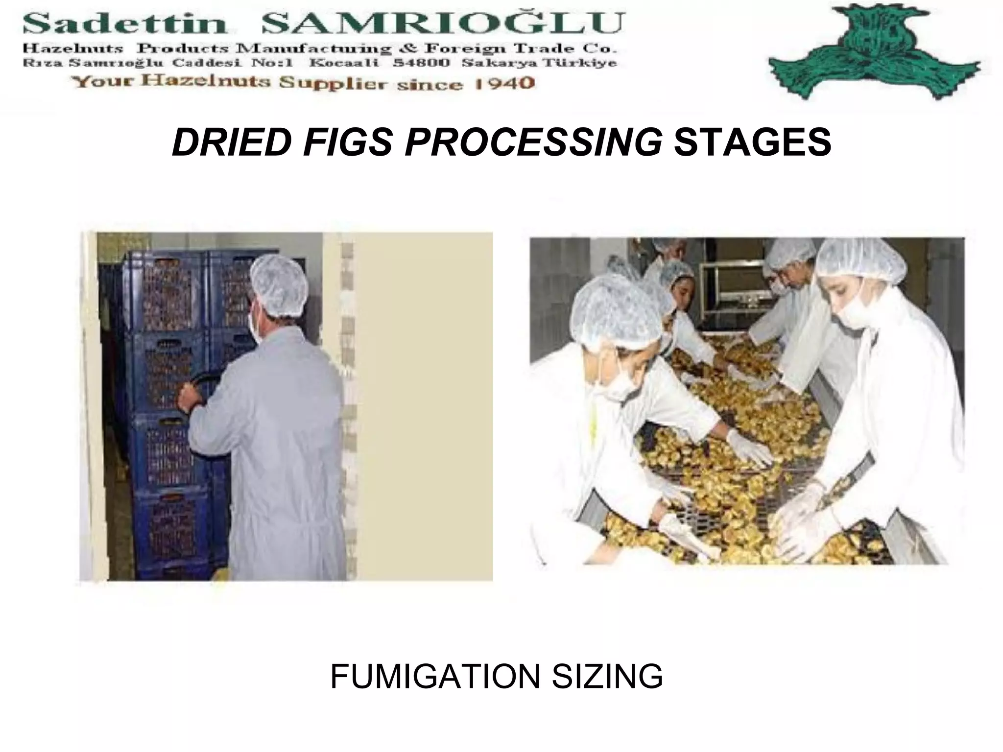 Turkish Dried Figs : Processing Stages | PPT