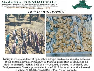 Turkish Dried Figs : Processing Stages | PPT