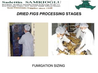 Turkish Dried Figs : Processing Stages | PPT