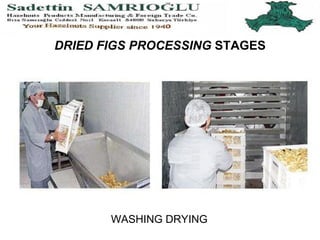 Turkish Dried Figs : Processing Stages | PPT